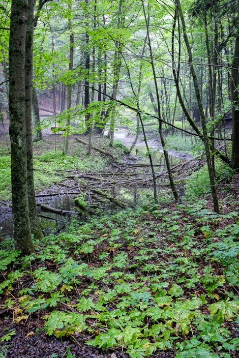Dundas Valley | Peter Lam Photography