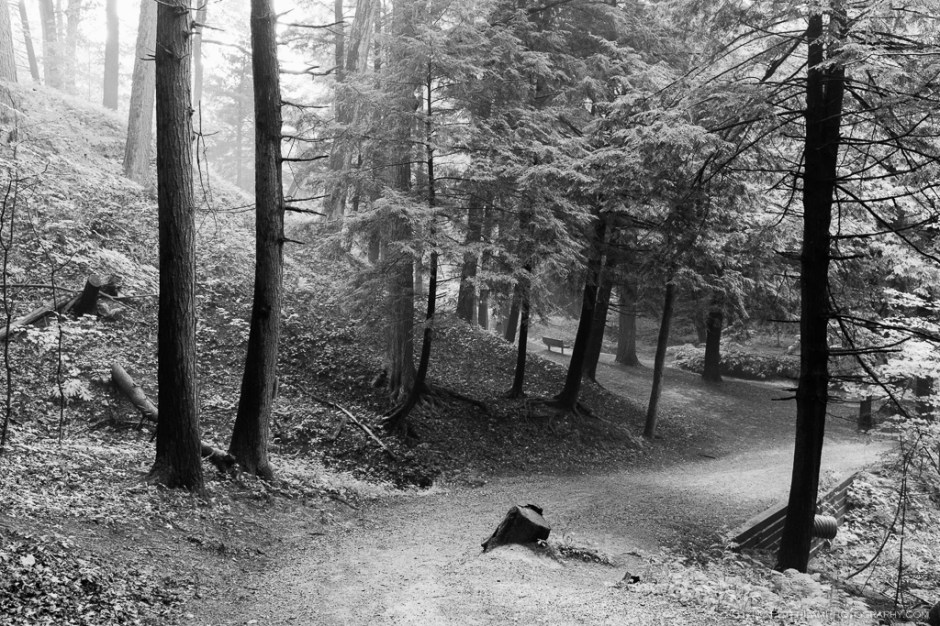 Dundas Valley | Peter Lam Photography