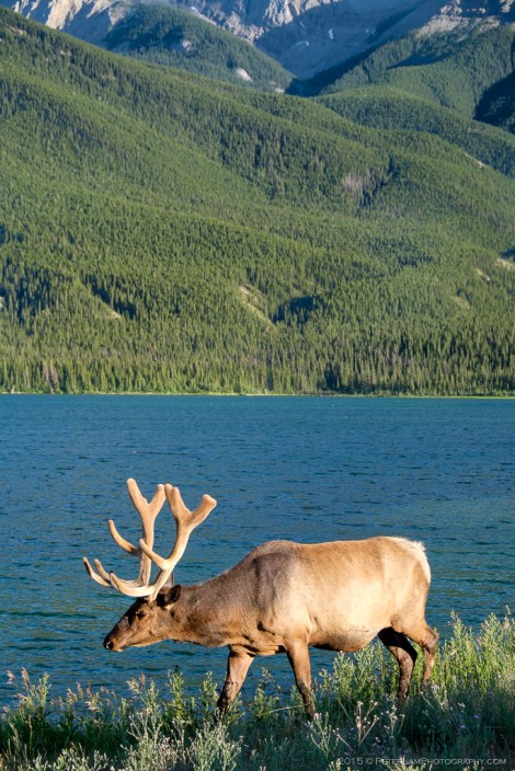 The Sulphur Skyline Ridge | Peter Lam Photography