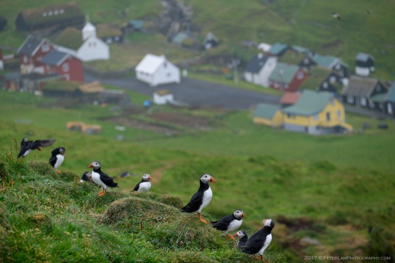 A Day on Mykines – Puffin Paradise | Peter Lam Photography